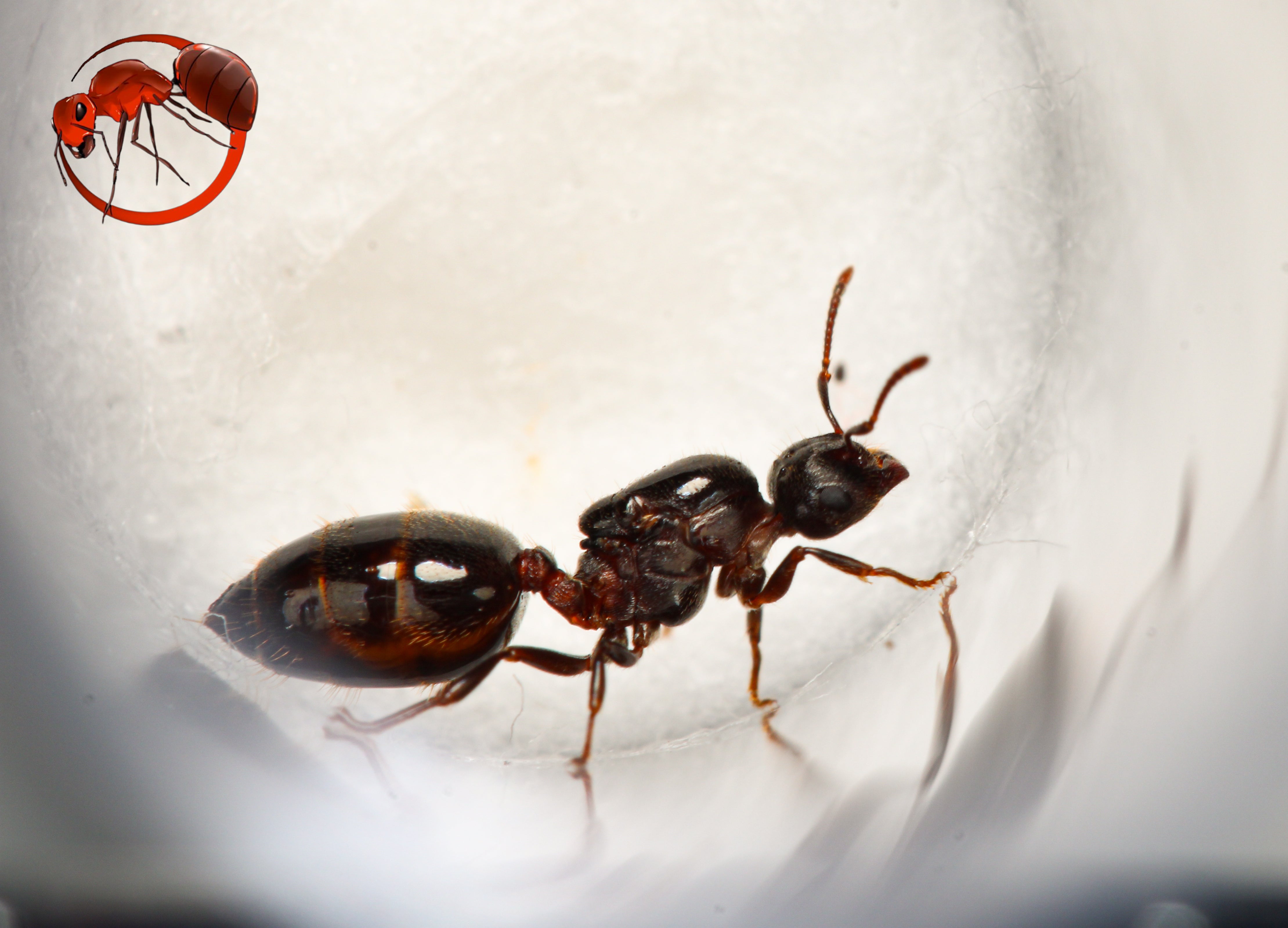 Crematogaster cerasi ||Live Queen|| [Acrobat Ant] – Formistudio