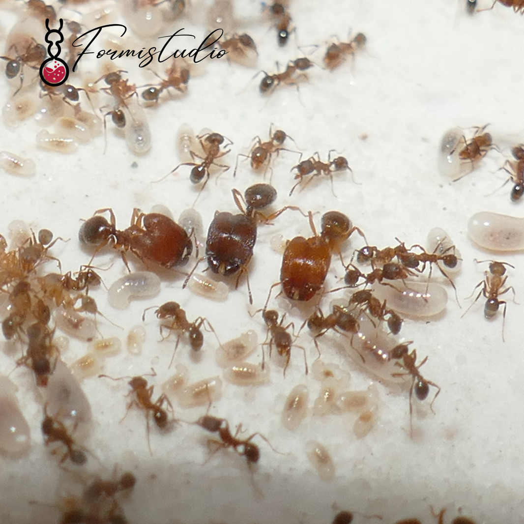 Live Ant Colonies With Queen - Fast Shipping Anywhere in Canada ...