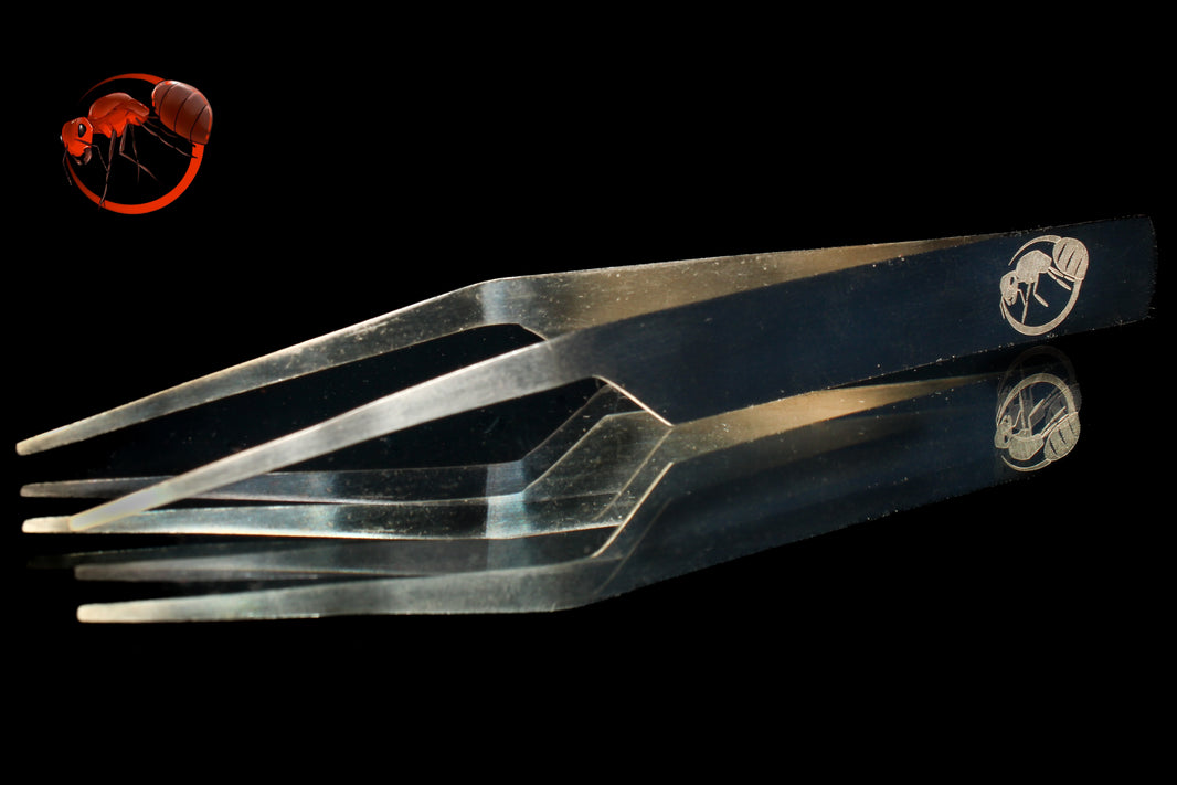 Formistudio: Canada's Best In Ants