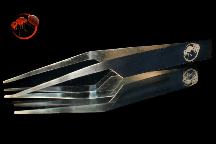 Formistudio: Canada's Best In Ants