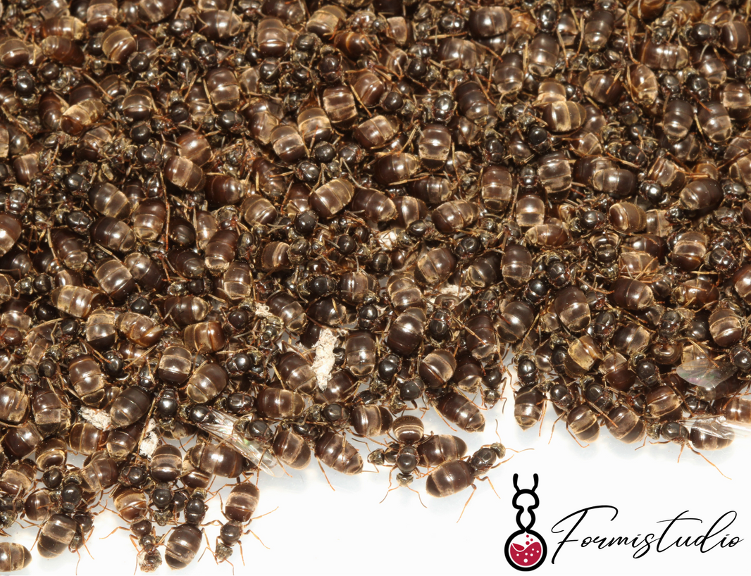 Queen ants – Formistudio
