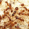 Myrmica rubra ||Live queen|| [European Fire Ant] – Formistudio