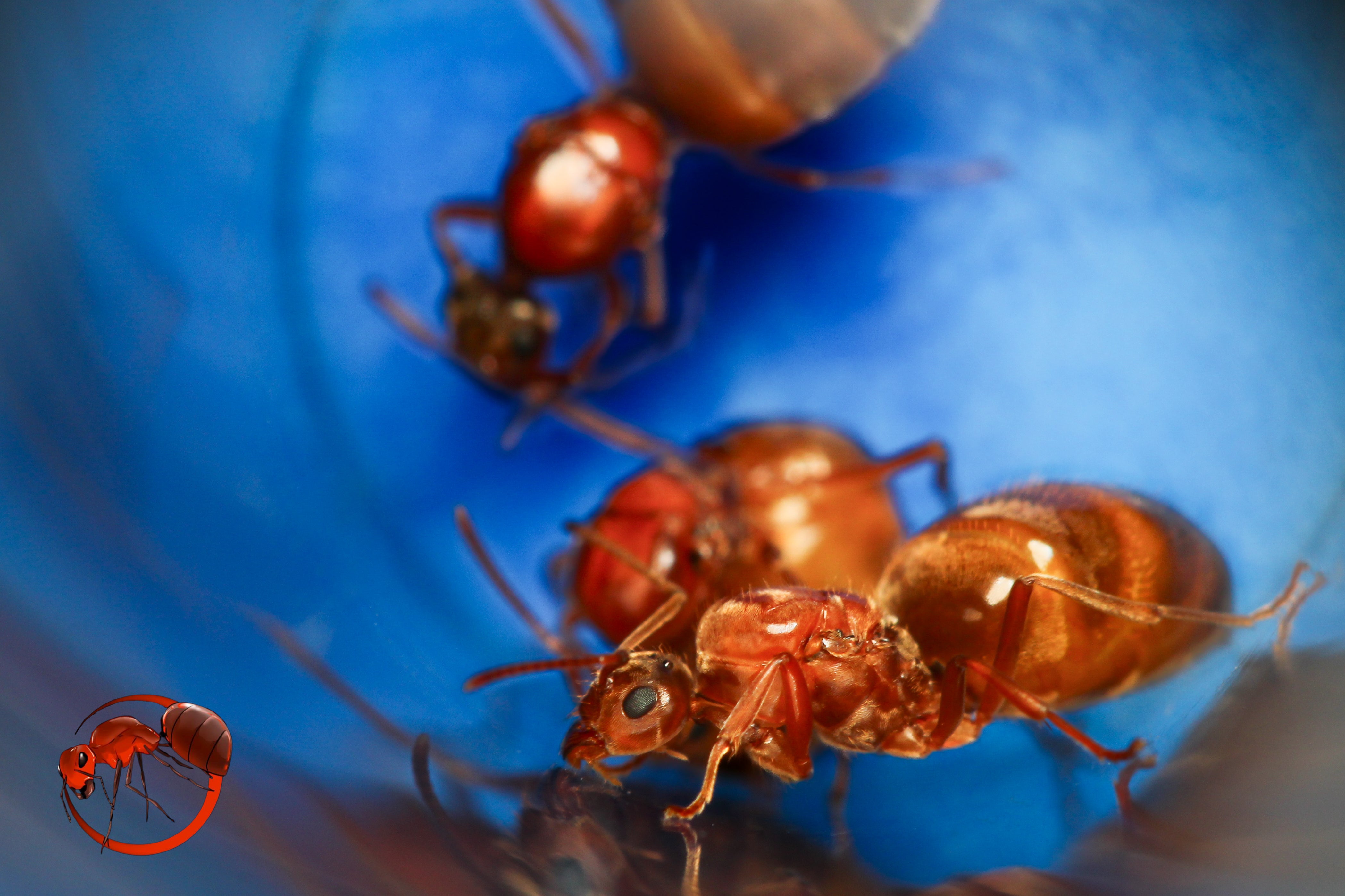 Live Ant Colonies With Queen - Fast Shipping Anywhere in Canada ...