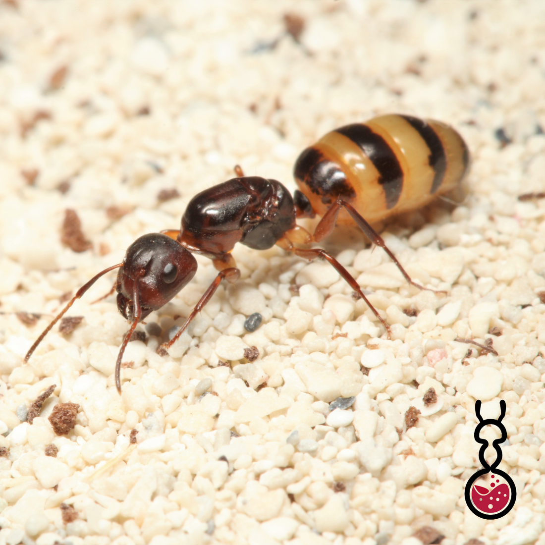 Camponotus subbarbatus ||Live Queen|| [Bumble Bee Carpenter Ant ...