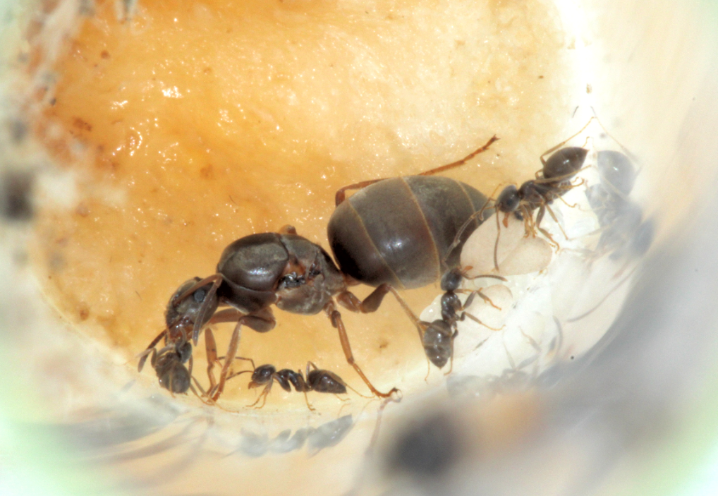 Lasius Neoniger ||Live Queen|| [Labour Day Ant] – Formistudio