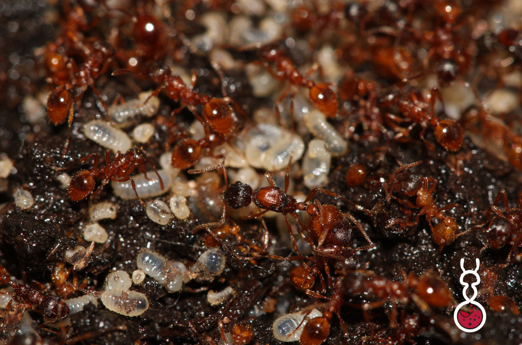 Formistudio: Canada's Best In Ants
