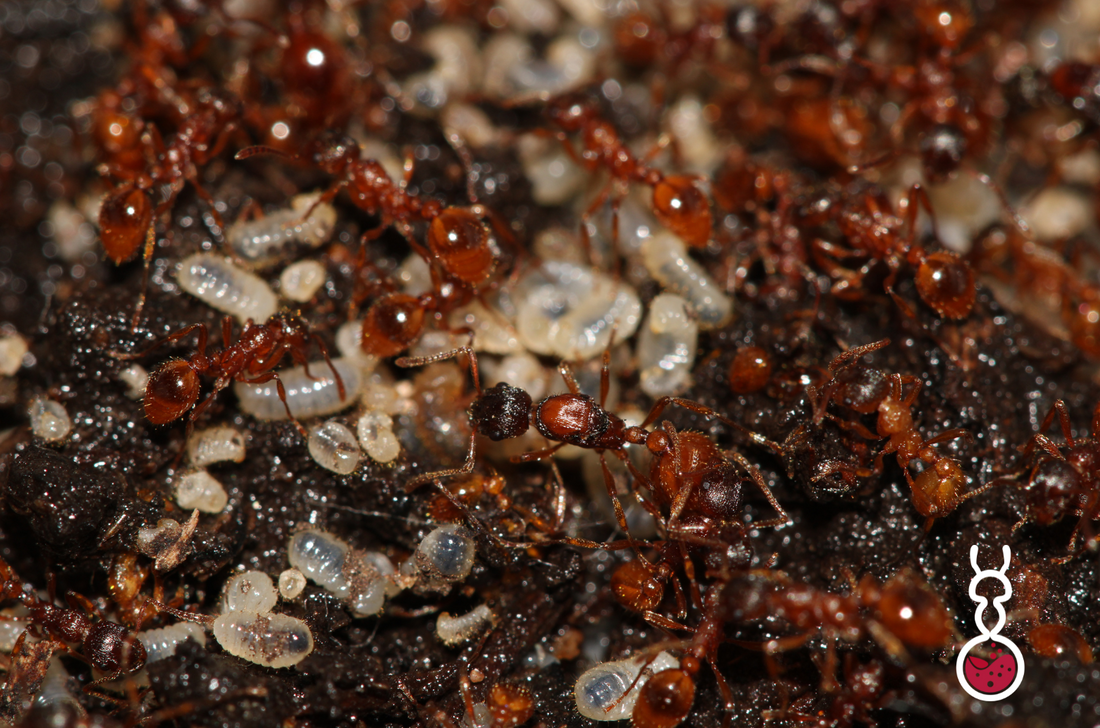 Myrmica rubra ||Live Queen|| [Northern Fire Ant] – Formistudio